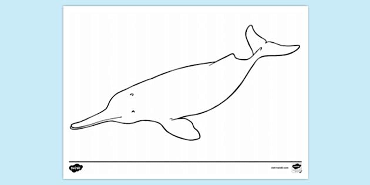 Indus River Dolphin Colouring Sheet | Colouring Sheets