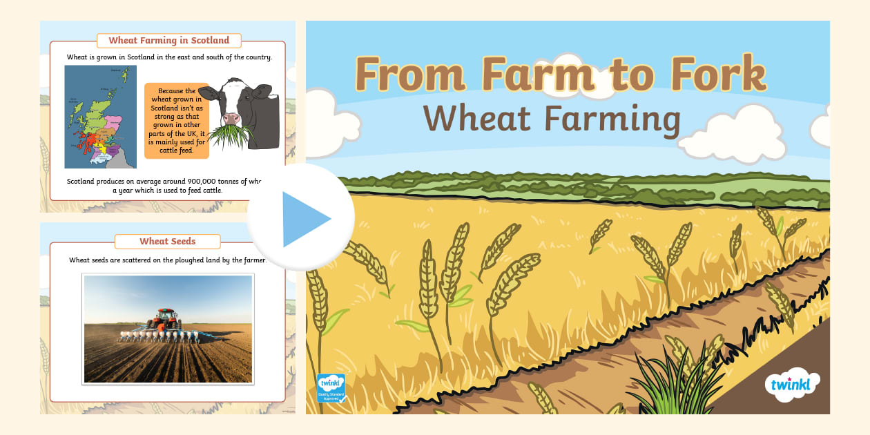 From Farm to Fork Wheat Farming PowerPoint - Twinkl