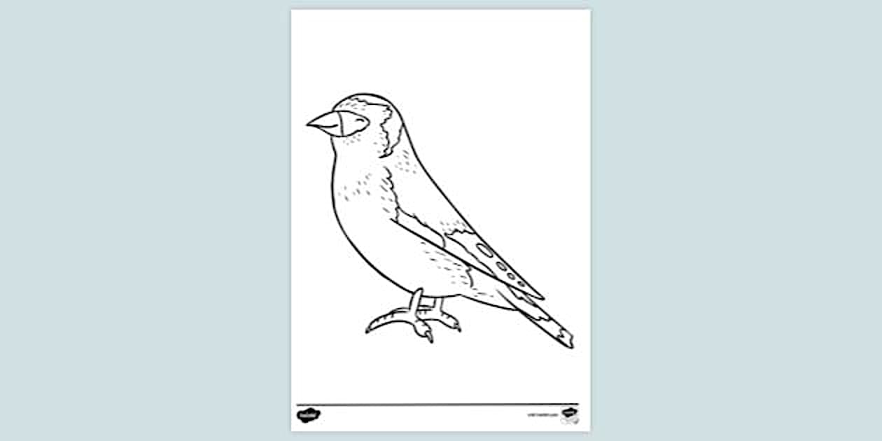 Goldfinch Colouring Sheet | Colouring Sheets (teacher made)