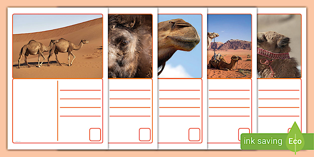A Pack of Vibrant Camel Postcards | Twinkl KS1 | Stationery
