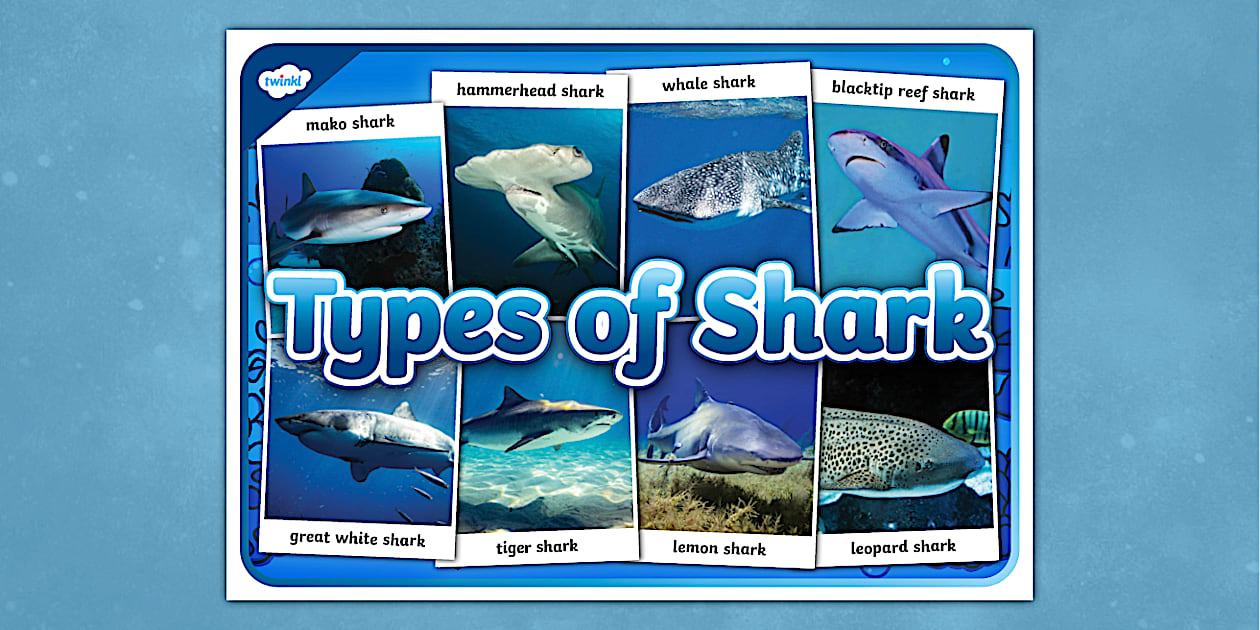 Types of Sharks Photo Display Poster