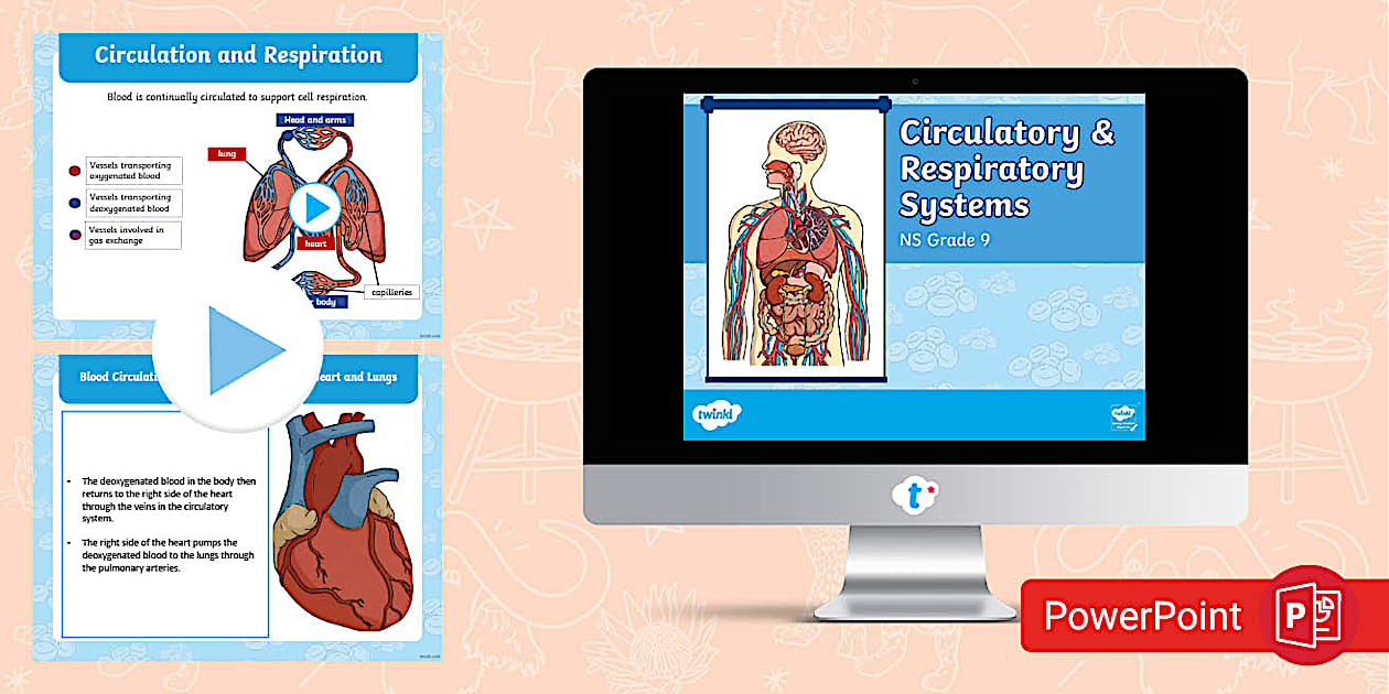 Circulatory & Respiratory Systems PowerPoint (Teacher-Made)