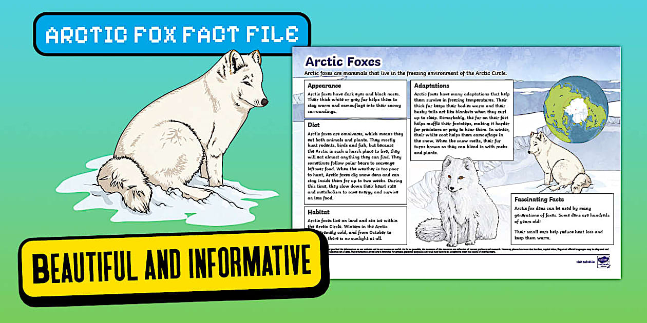 Arctic Fox Fact File