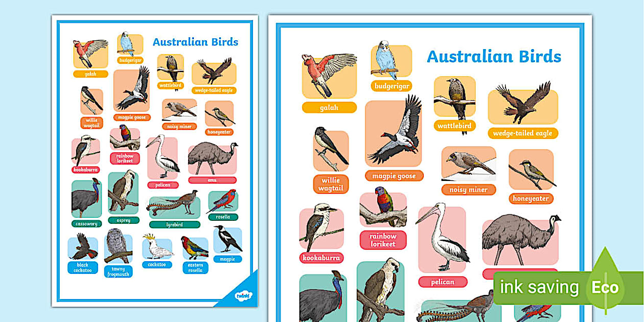 Australian Birds Chart - Topics (teacher made) - Twinkl
