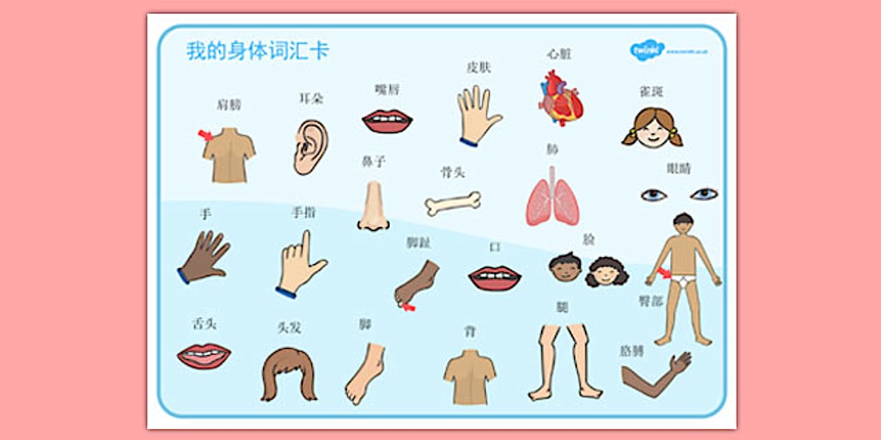 我的身体词汇卡 (teacher made) - Twinkl