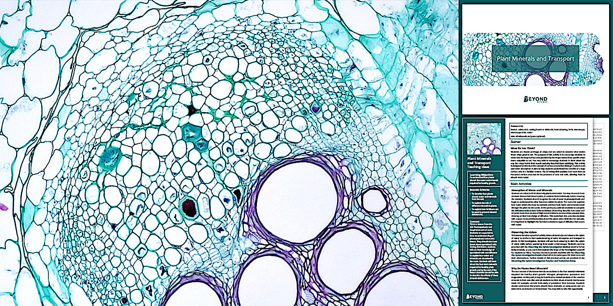 Plant Minerals and Transport Lesson Pack | Beyond Science