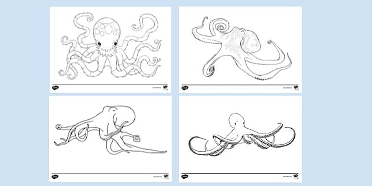 Octopus Colouring Pages | Colouring Sheets (teacher made)