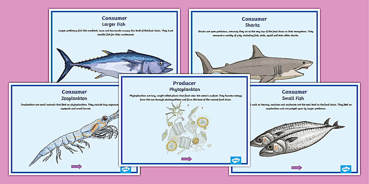 Shark Food Chain Display Posters (teacher made) - Twinkl