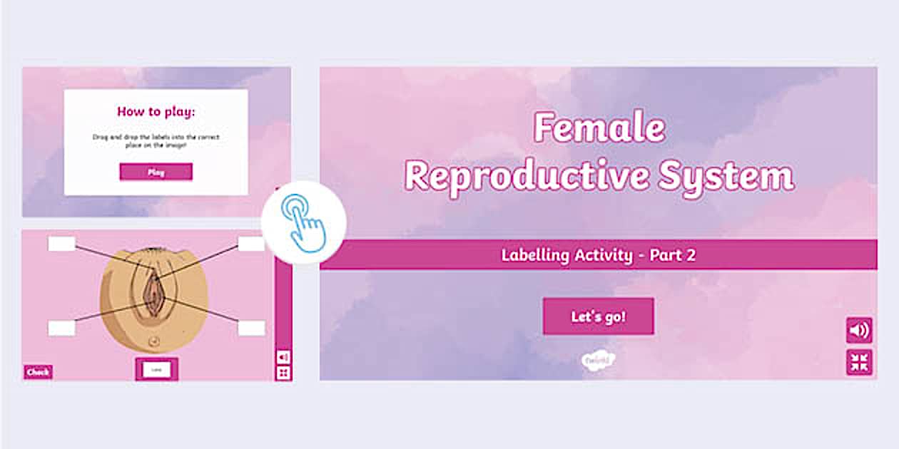 RSHP Female Reproductive Interactive Labelling Activity