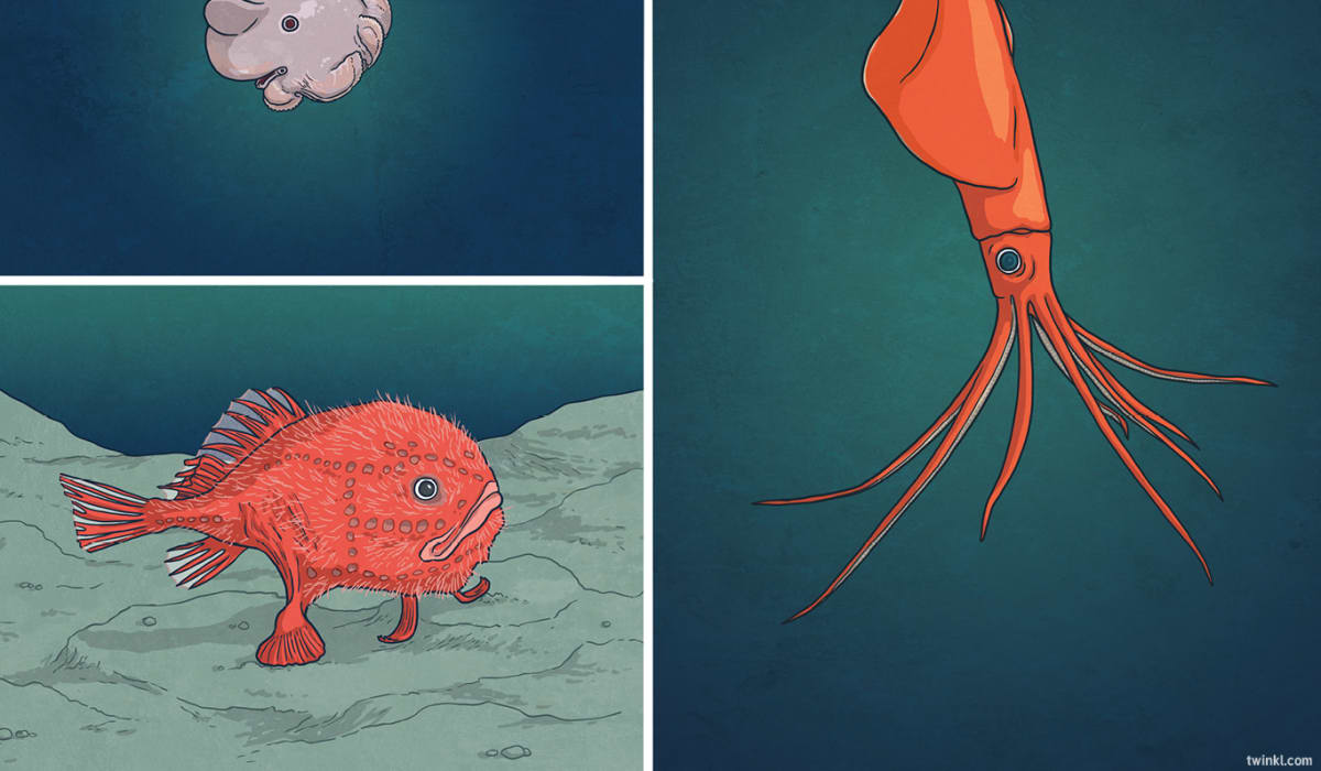 ‘Mind-Blowing’ Number of New Species Discovered on Underwater Mountain