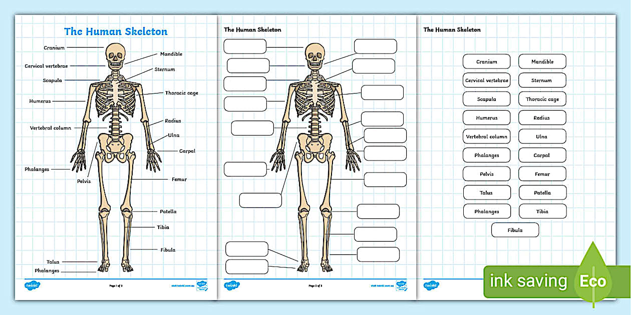 Skull and bones Labelling Worksheet - Human Skeleton