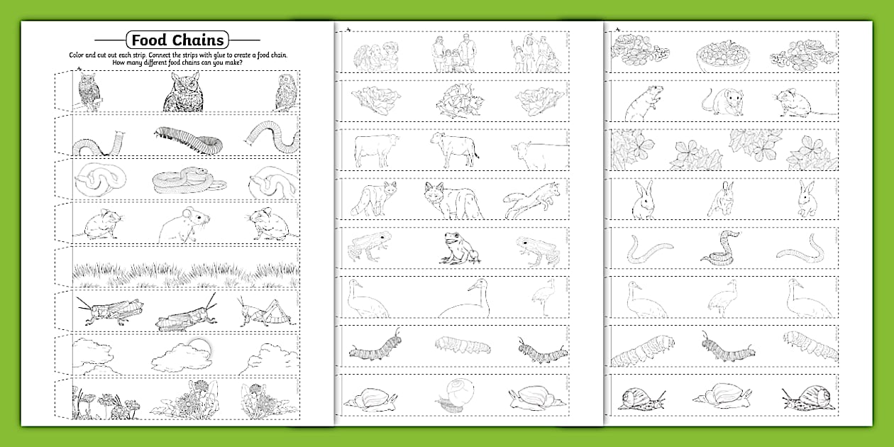 Food Chain Physical Representation Worksheet for 3rd-5th Grade