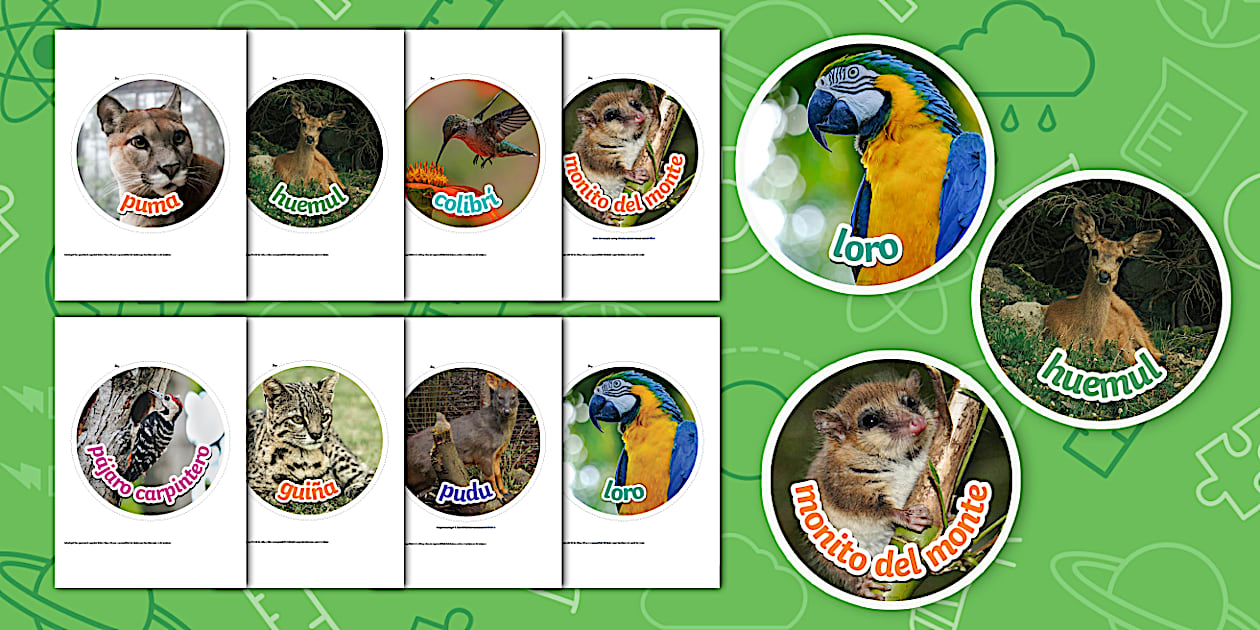 Recortables: Animales de la Selva (teacher made) - Twinkl