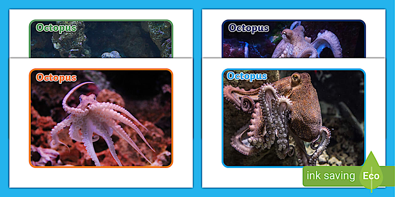 Octopus Photo Pack (teacher made) - Twinkl