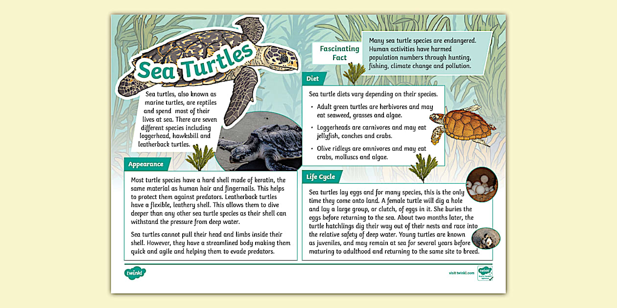 KS2 Sea Turtle Fact File (teacher made) - Twinkl