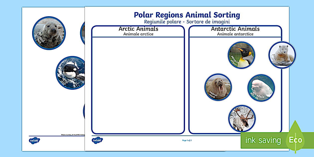 Polar Regions Animal Sorting Activity English/Romanian