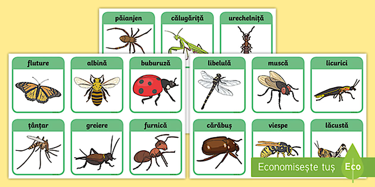 Insecte de primăvară | Cartonașe | Twinkl România