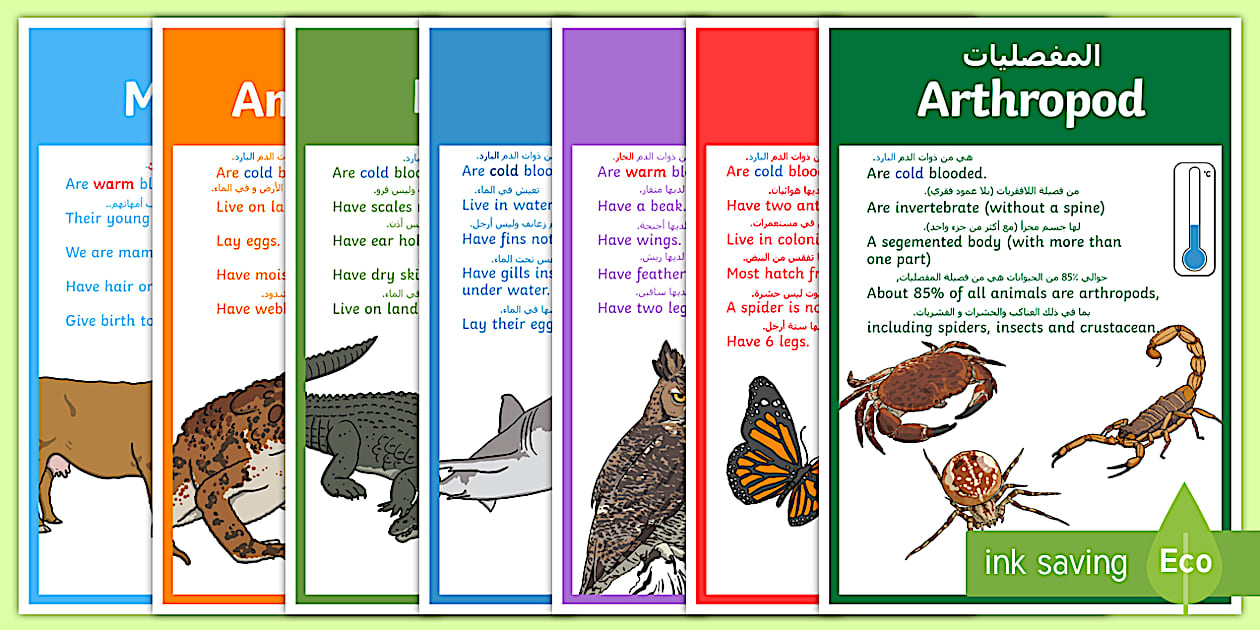 Animal Groups Display Poster Photos Arabic/English - Animal Groups Display
