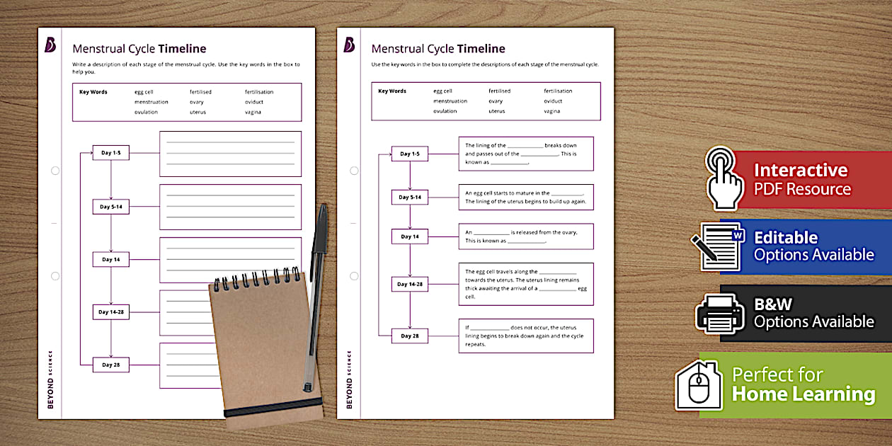 Menstrual Cycle Timeline (teacher made) - Twinkl