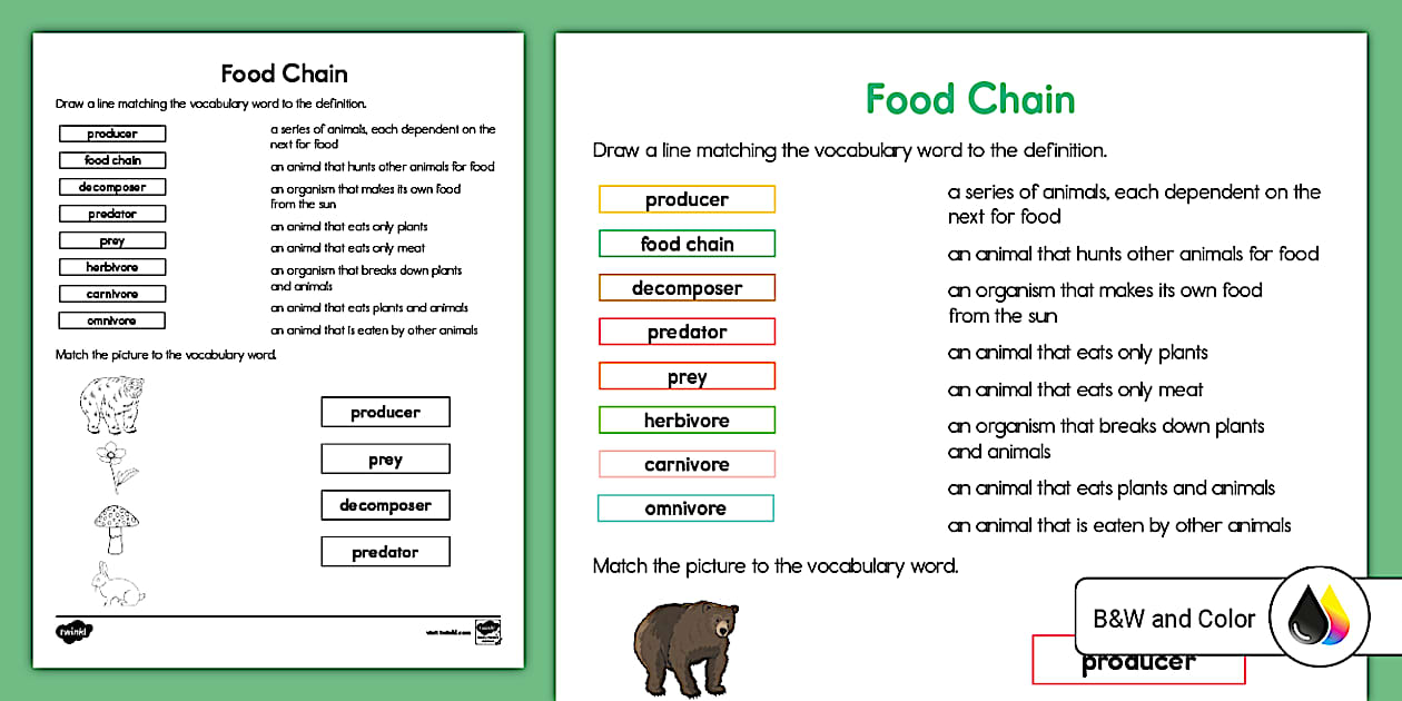 Food Chain Vocabulary Worksheet for K-2nd Grade - Twinkl