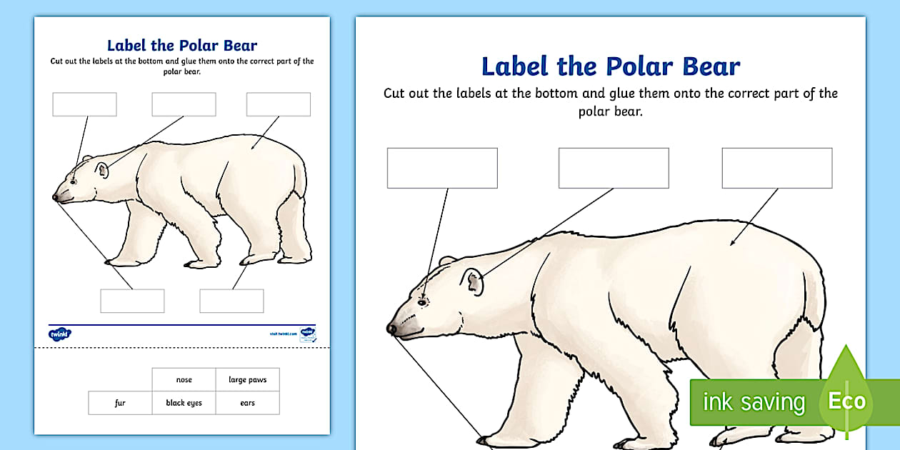 Label the Polar Bear Worksheet (teacher made) - Twinkl