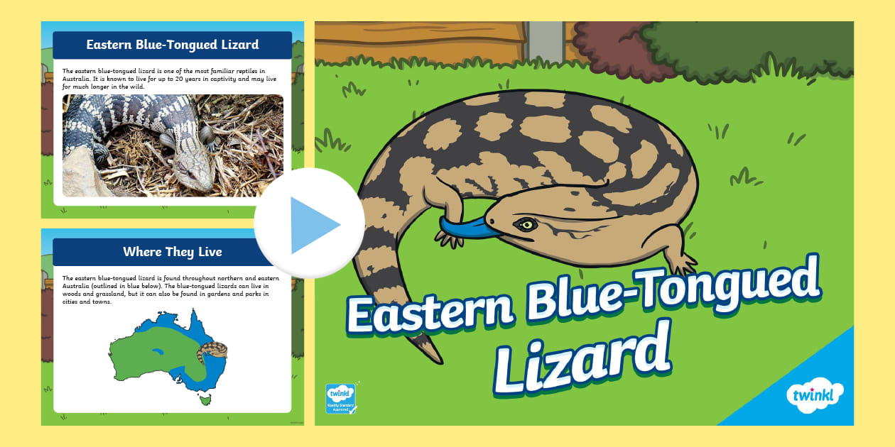 The Eastern Blue-Tongued Lizard PowerPoint (teacher made)