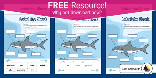FREE! - Printable Label the Shark Activity | Twinkl USA
