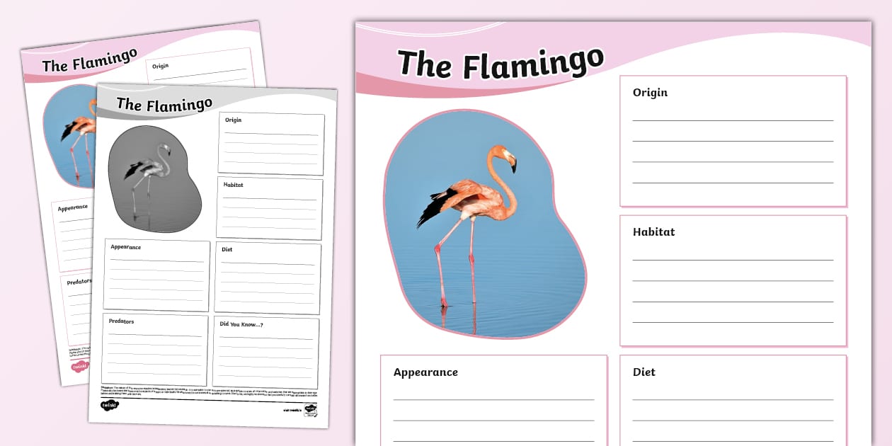 Flamingo Fact File Template (Hecho por educadores) - Twinkl