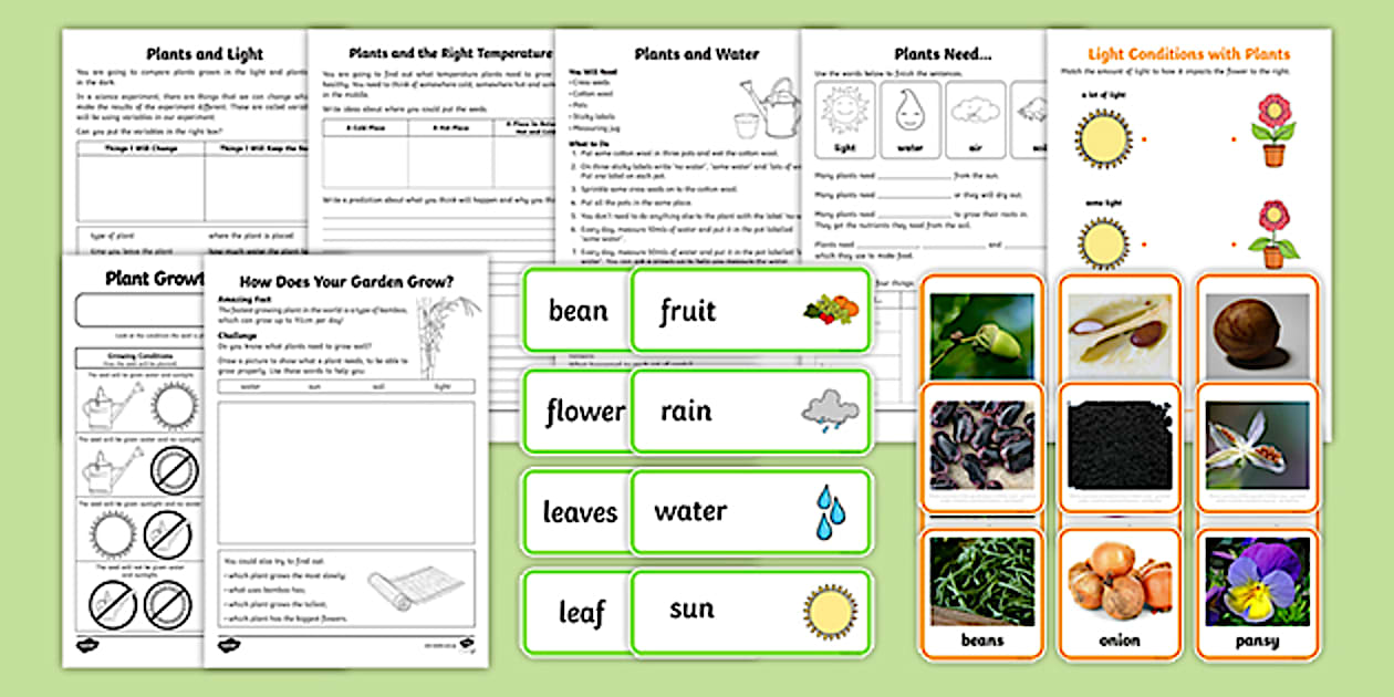 Growing Plants Resource Pack (teacher made) - Twinkl
