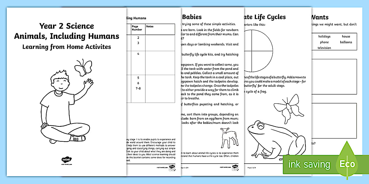 Animals Including Humans Booklet - Animals for Kids - Twinkl