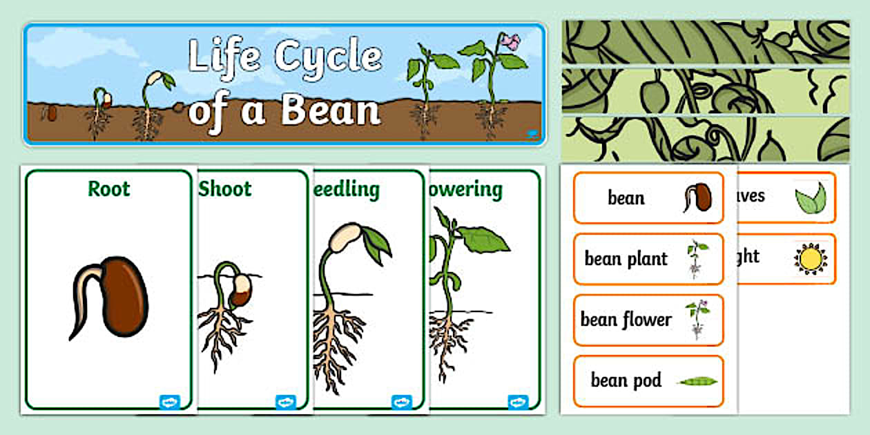 Cursive Life Cycle of a Bean Plant Display Pack - Twinkl