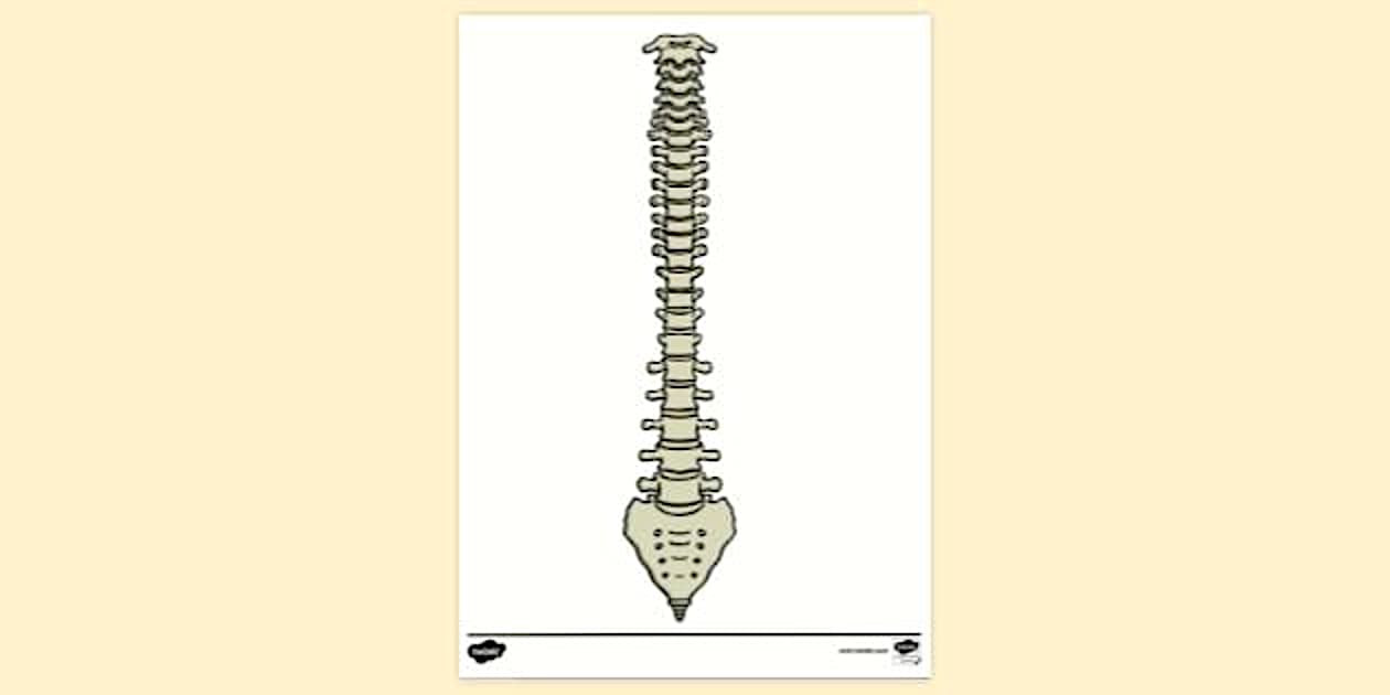 Spine Colouring Page | Colouring Sheets (teacher made)