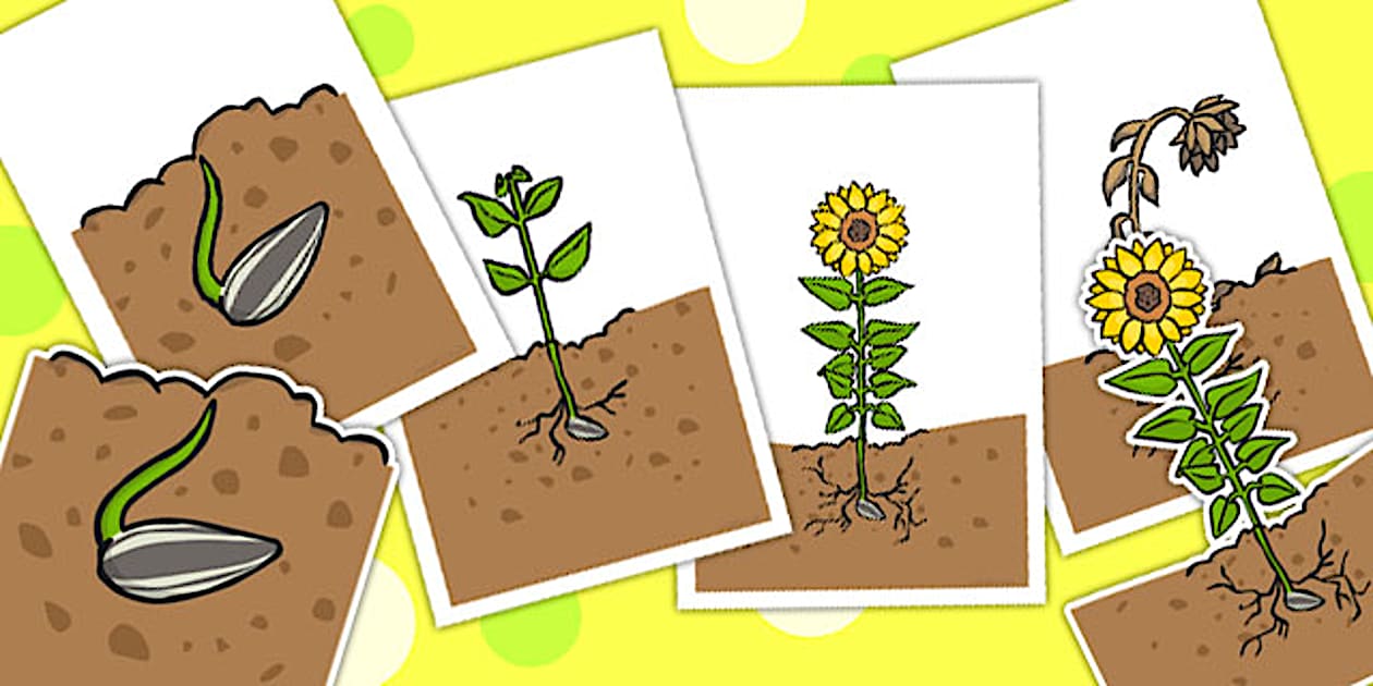Sunflower Life Cycle Cut Outs (teacher made) - Twinkl