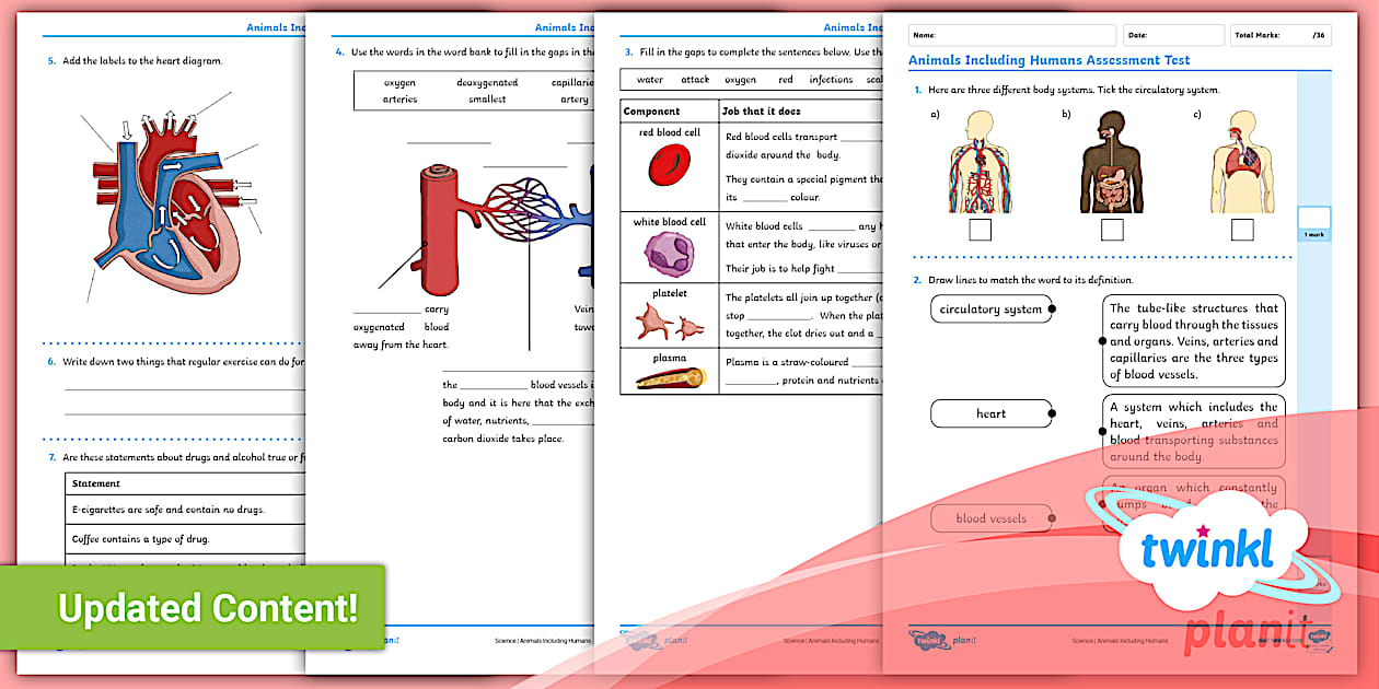Science: Animals Including Humans: Year 6 Assessment Test