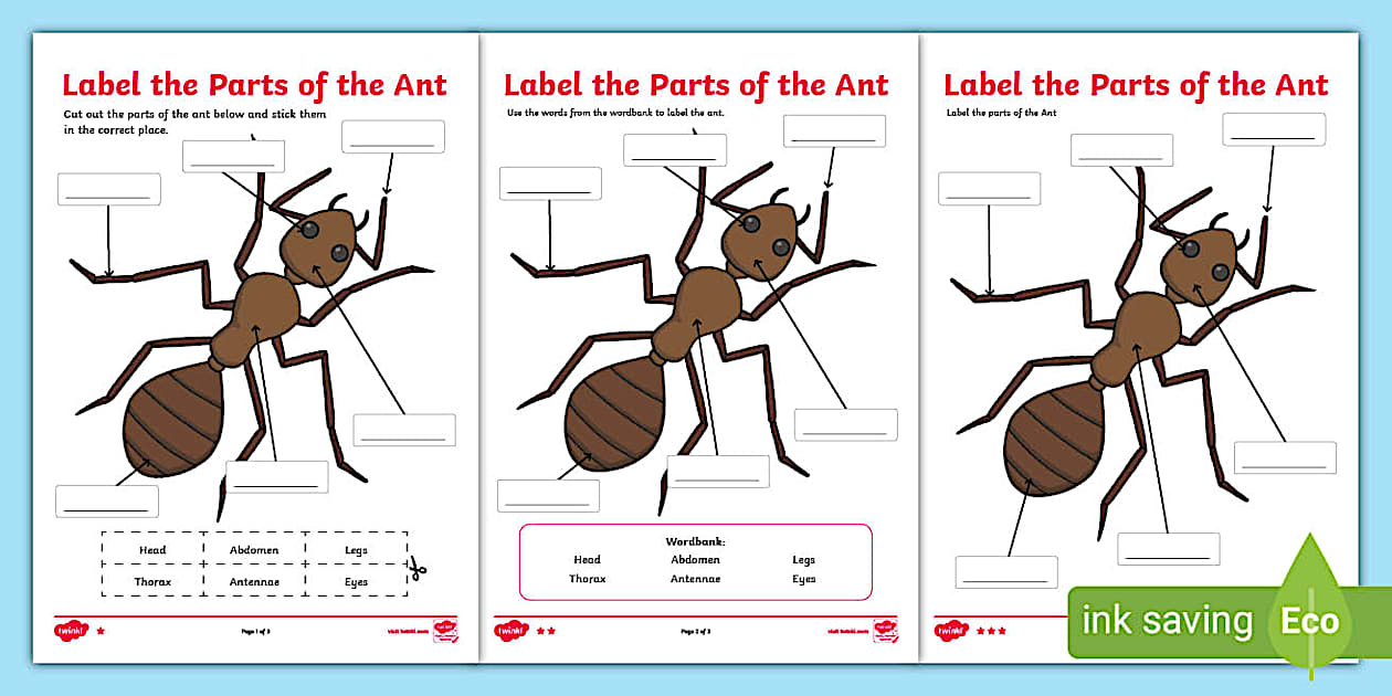 Label the Parts of the Ant Activity (teacher made) - Twinkl