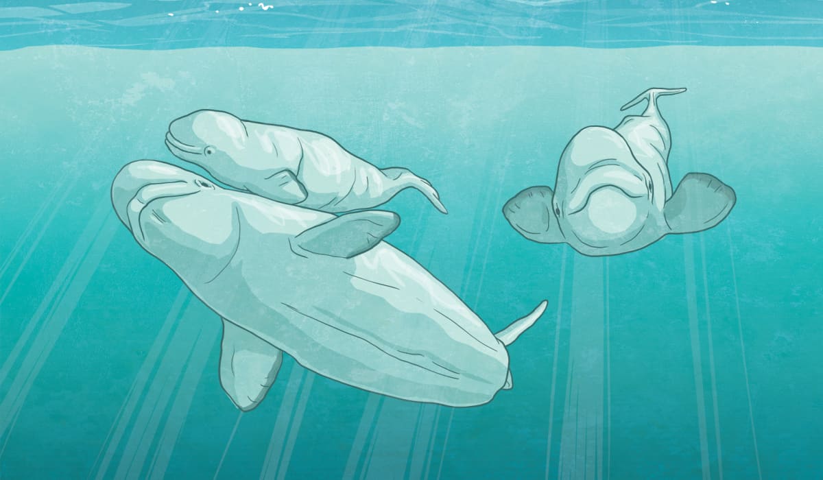 Whale Sanctuary - Twinkl NewsRoom - Twinkl