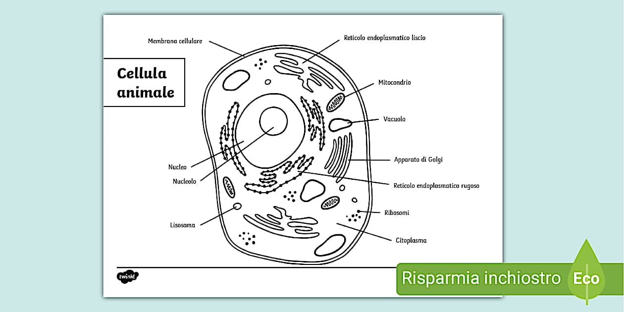 Cellula animale da colorare (teacher made) - Twinkl