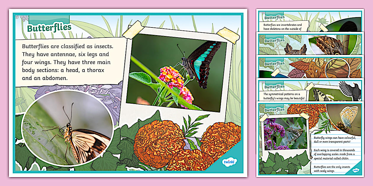 Facts about Butterflies Display Posters - Twinkl - KS2