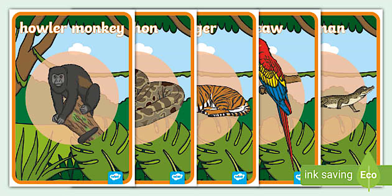 Jungle & Rainforest Display Posters (teacher made) - Twinkl