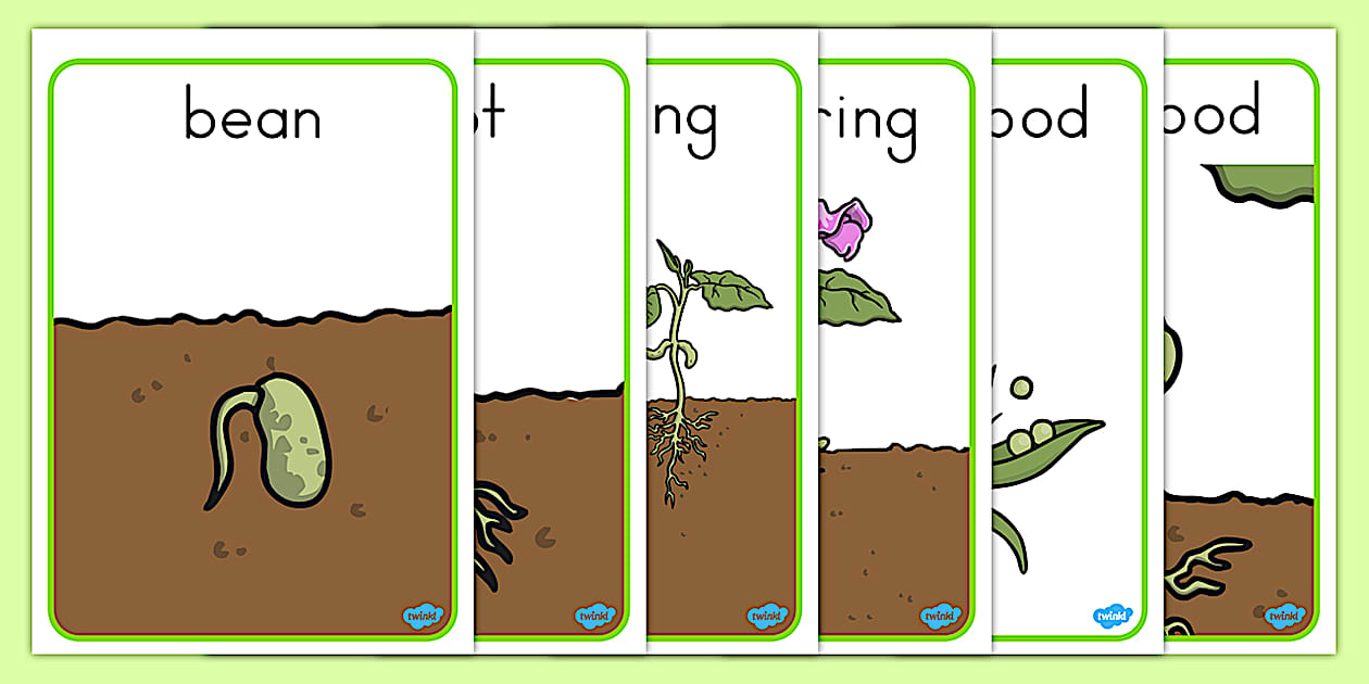 Life Cycle of a Bean Display Posters - Twinkl