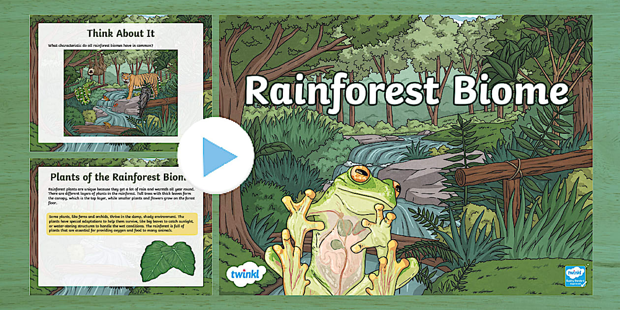 Rainforest Biome PowerPoint (teacher made) - Twinkl