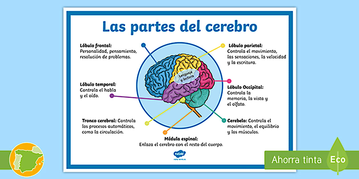 Póster: Las partes del cerebro - Twinkl