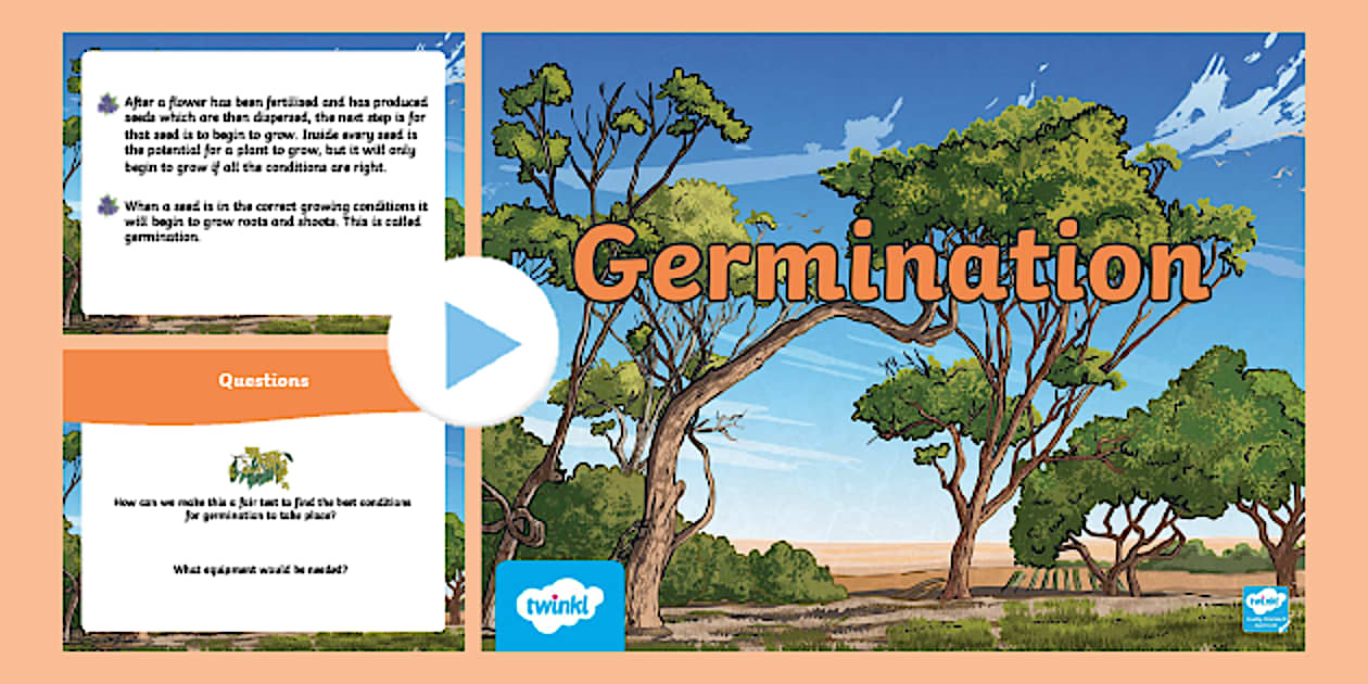 Germination Lesson Teaching PowerPoint (teacher made)