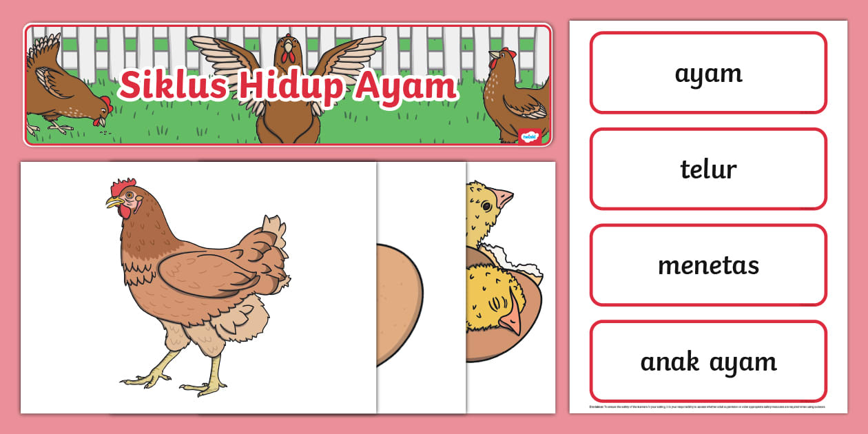 Chicken Life Cycle Wall Chart and Word Cards - Indonesian