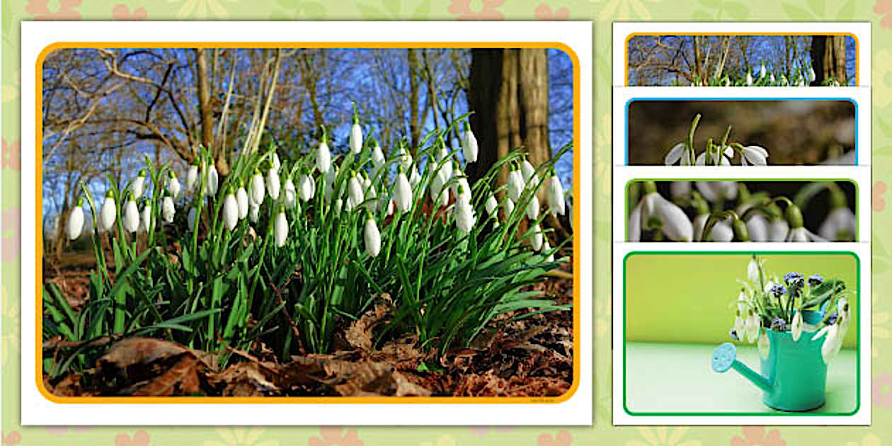 Ghiocei – Fotografii (teacher made) - Twinkl