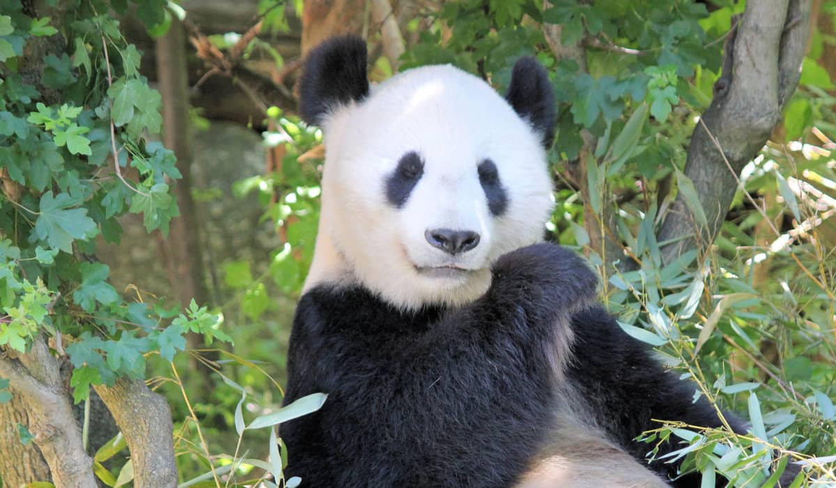 Giant Panda Numbers Rising - Twinkl NewsRoom - Twinkl