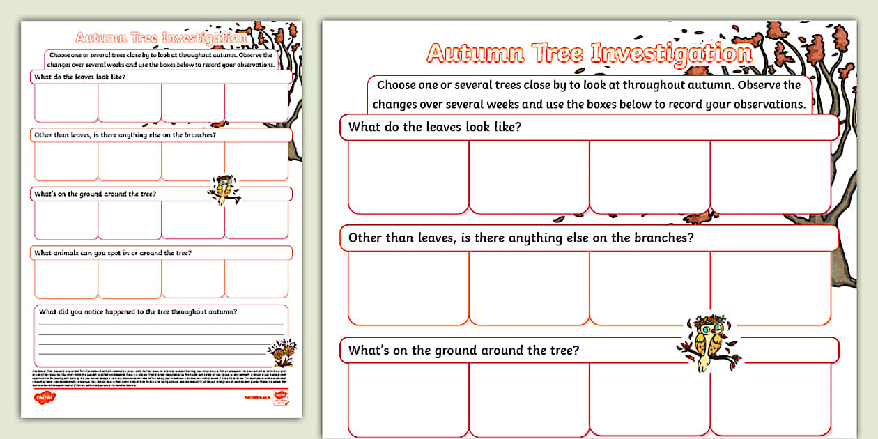 Autumn Trees Investigation Worksheet (teacher made) - Twinkl