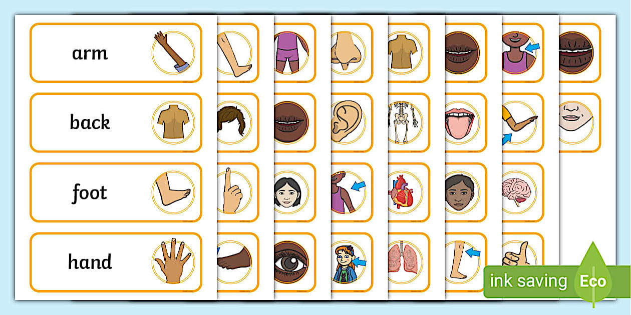 Human Body Words | EYLF Teacher-made Resources | Twinkl