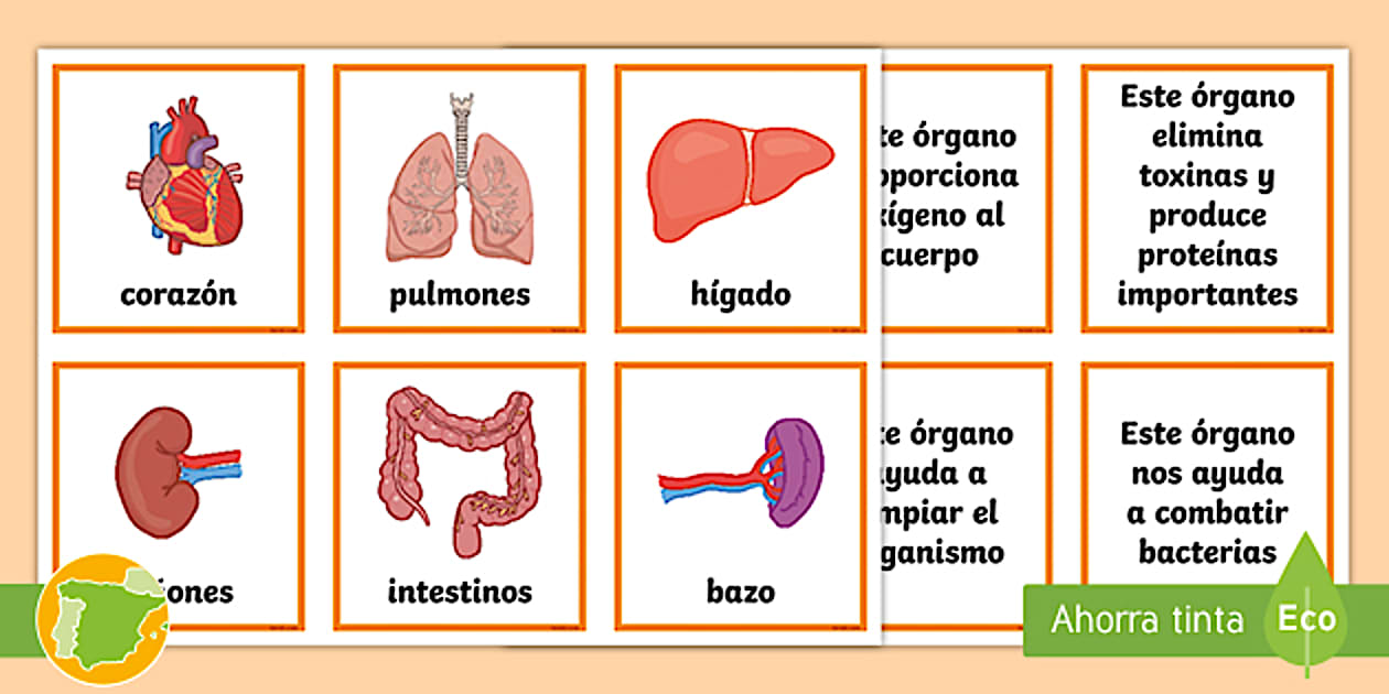 Tarjetas de emparejar: Los órganos del cuerpo humano