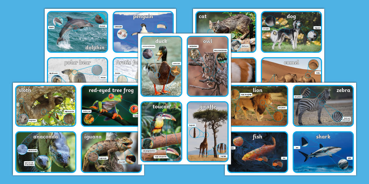 Animals and Their Features Sorting Cards | Twinkl - Twinkl